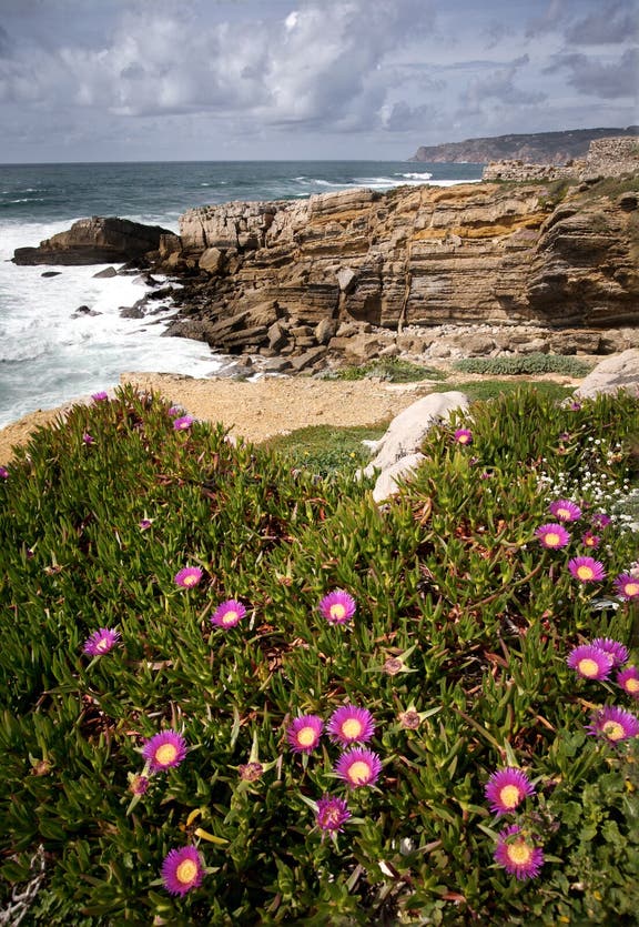Coastal Flowers and Rocky Cliffs by the Ocean Stock Photo - Image of ...