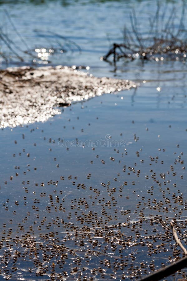 Coastal Fly (Diptera) on the Water in the Shallow Water of the Tiligul ...