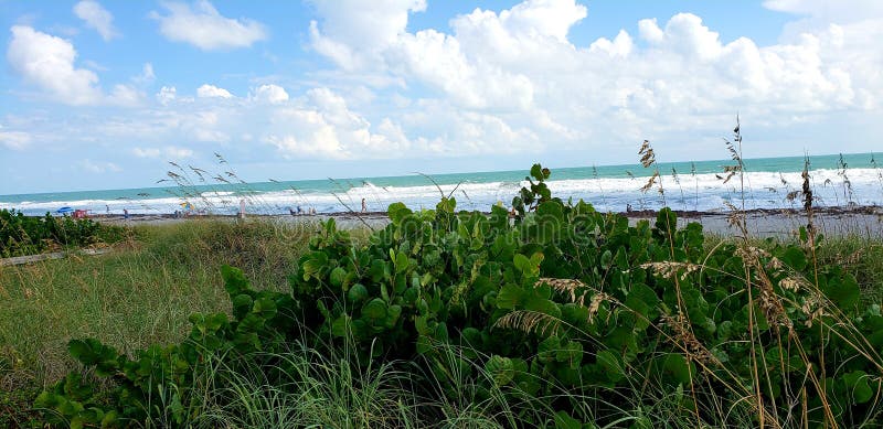 Coastal Foliage stock photo. Image of beautiful, tropical - 128175698