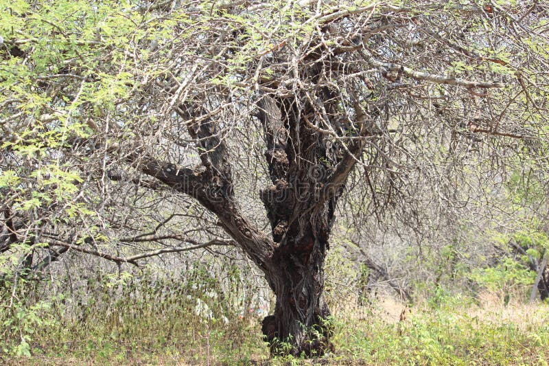 Coastal Forest Vegetation is Still Shady Stock Image - Image of shadow ...