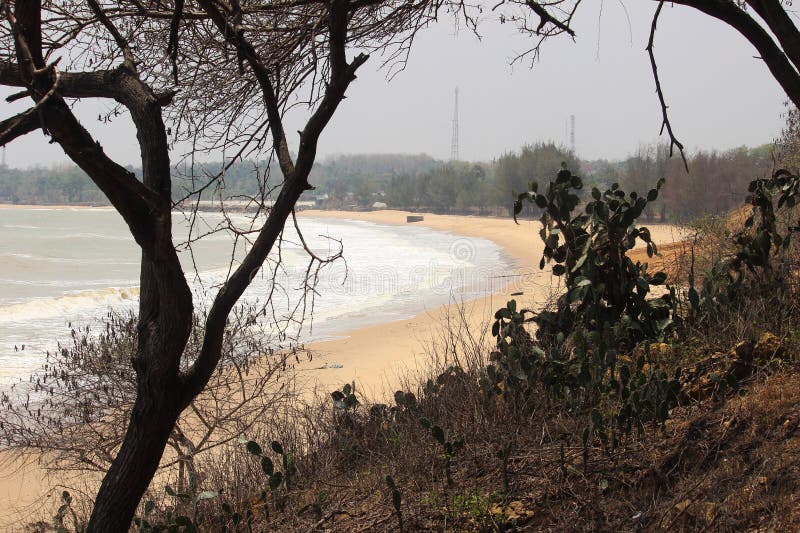 Coastal Forest Vegetation is Still Shady Stock Photo - Image of coastal ...