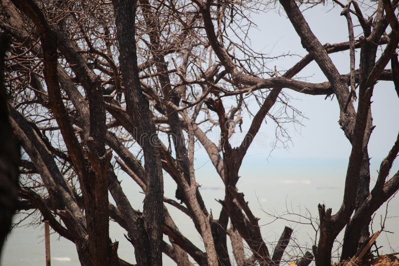 Coastal Forest Vegetation is Still Shady Stock Photo - Image of ...