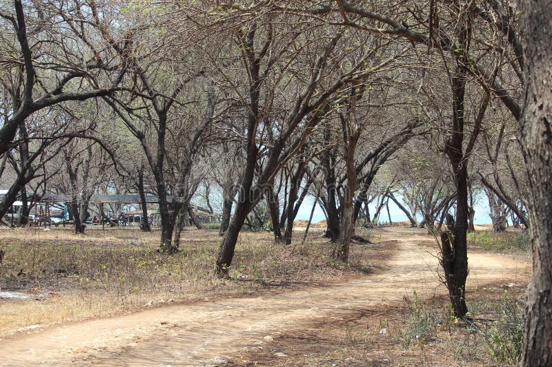 Coastal Forest Vegetation is Still Shady Stock Photo - Image of plant ...