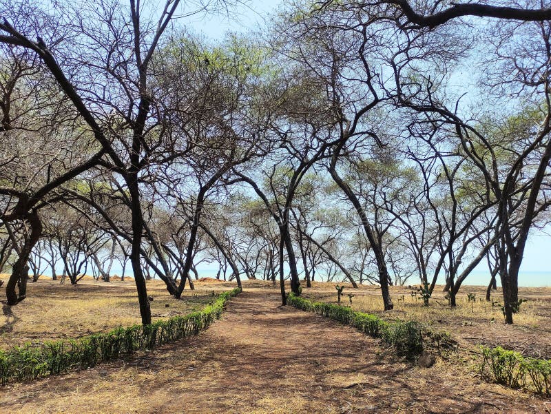 Coastal Forest Vegetation is Still Shady Stock Photo - Image of ...