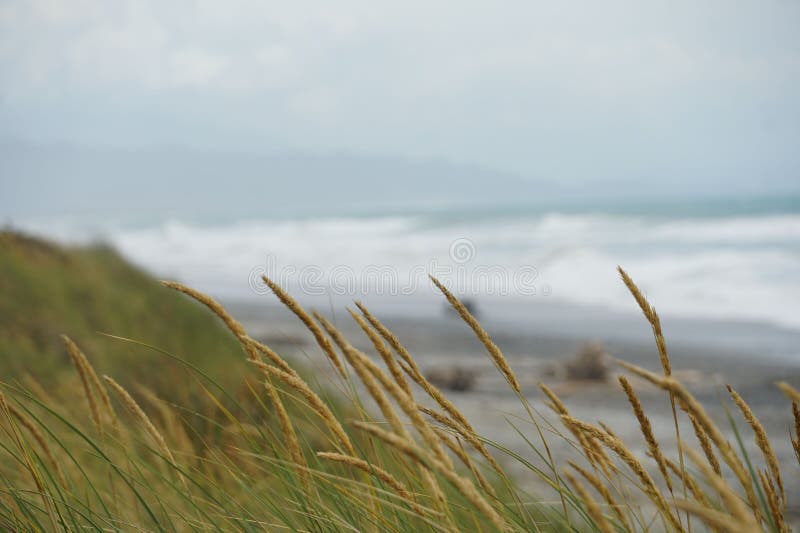 Coastal Grass with Ocean Backdrop Stock Image - Image of landscape ...