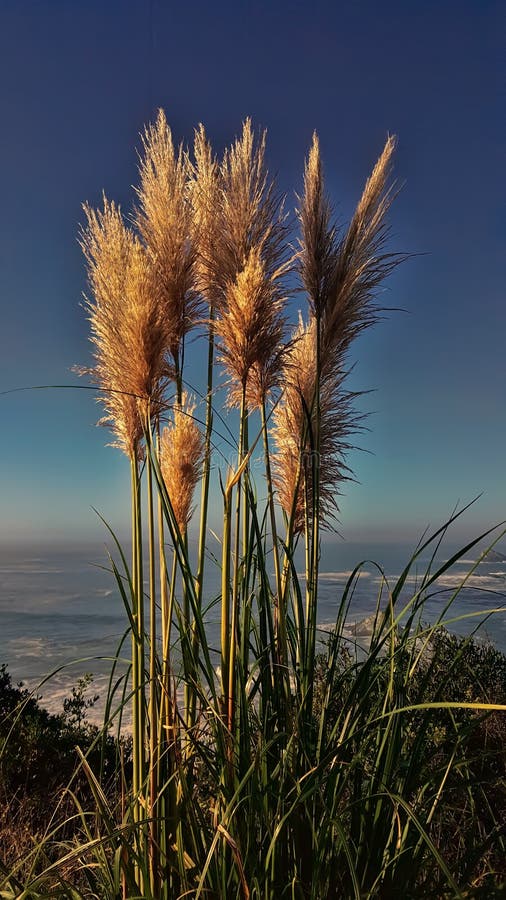 Coastal Grasses stock photo. Image of travel, grass, outside - 69910412