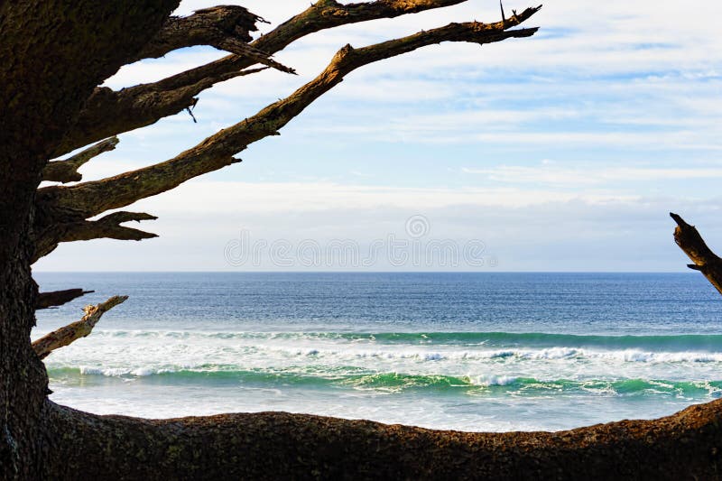 Tree Framed View of the Horizon Over Pacific Ocean Stock Image - Image ...