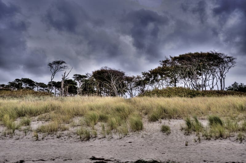 Coastal Landscape of the Baltic Sea Stock Photo - Image of jetsam, dark ...