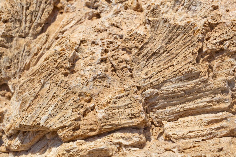 Coastal limestone aged stock image. Image of natural - 21213217