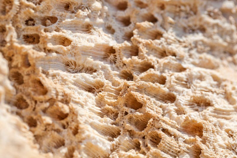 Coastal limestone aged stock image. Image of detail, background - 21213221