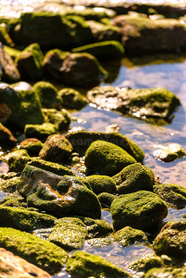 Coastal Oceanic Background Texture Algae Rocks Low Tide Stock Photos ...