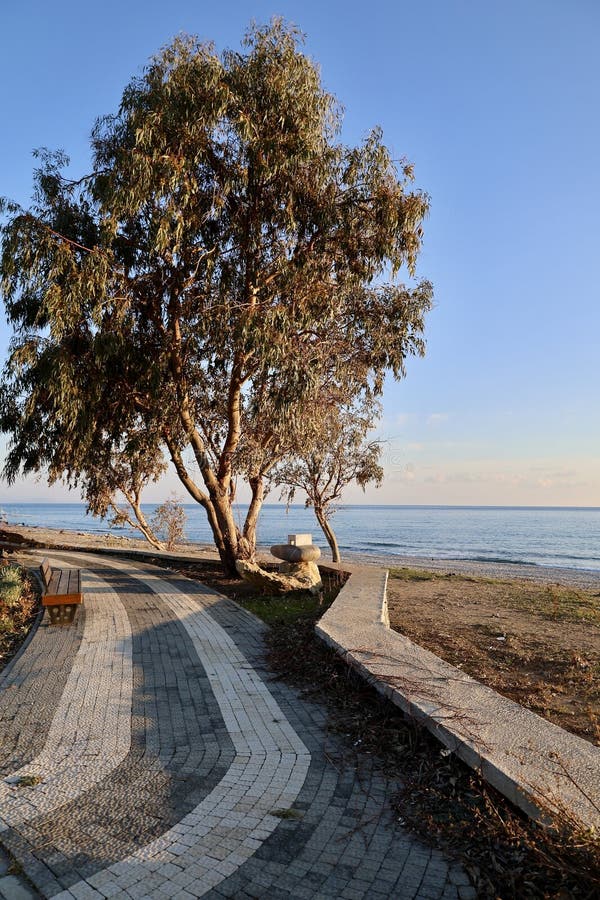 Coastal pathway tree stock image. Image of avenue, fresh - 361246981