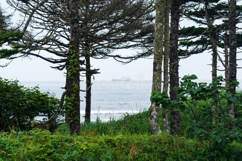 Coastal Pine Forest with Dwarf Bamboo Undergrowth on the Pacific Coast ...