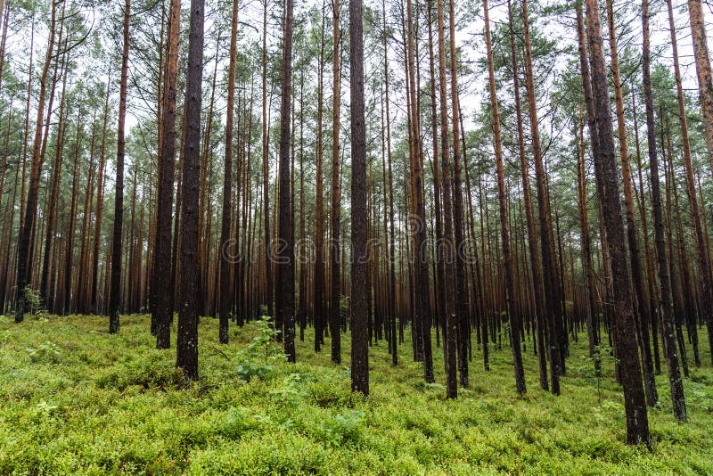 Coastal Pine Forest Growing As Monoculture in Poland with Green Ground ...