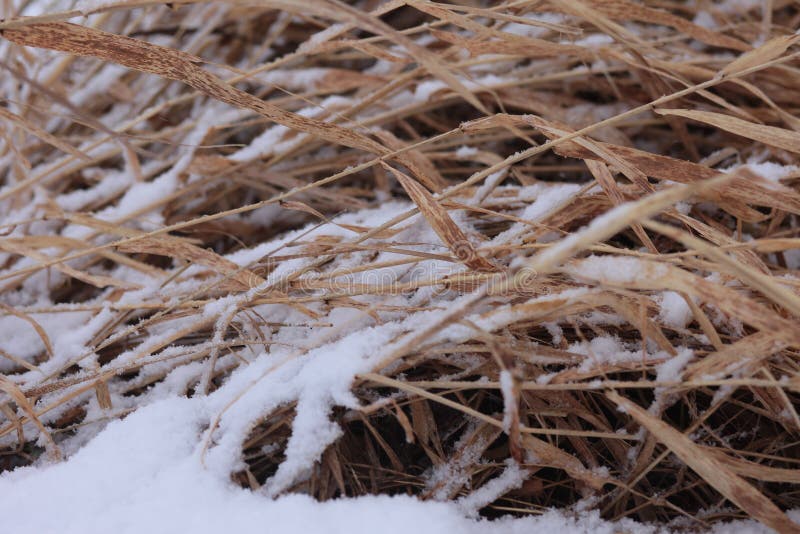 Coastal Plant Cane Phragmites in the Winter Under Snow Stock Image ...