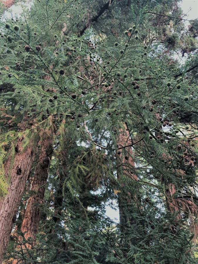 Coastal Redwood Sequoia Canopy from Below with Cones Stock Photo ...