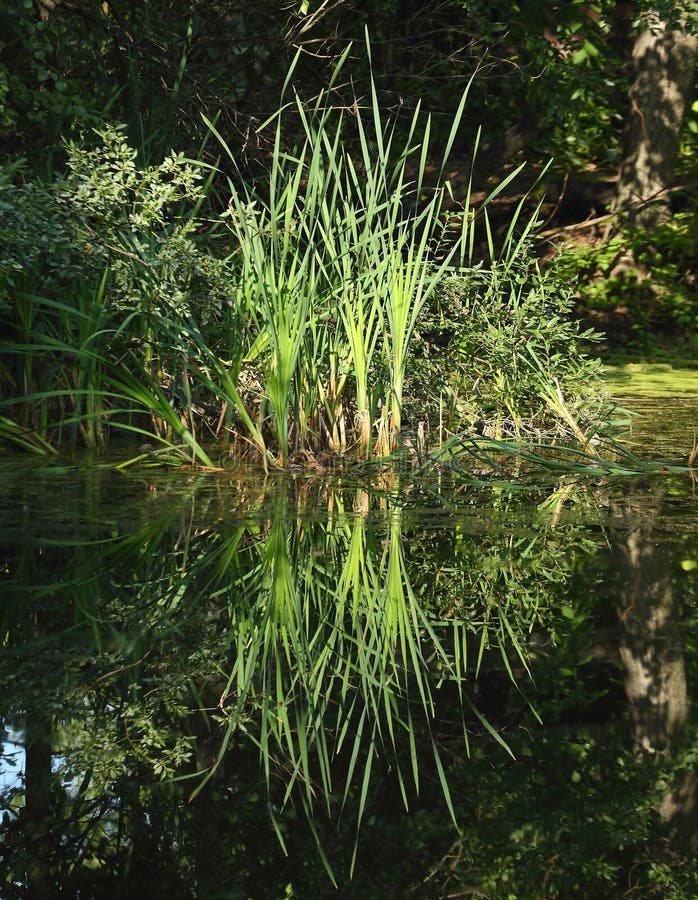 Coastal Reeds and Its Reflection Stock Photo - Image of background ...