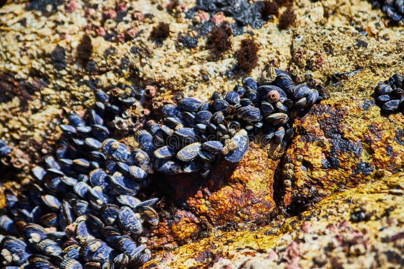Coastal Rocks Covered in Hundreds of Mussels Stock Photo - Image of ...