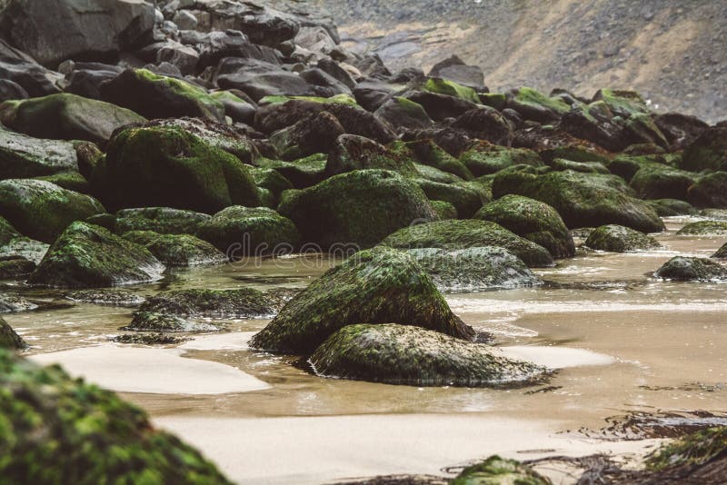 Coastal Rocks and Stones Covered with Algae Stock Photo - Image of ...