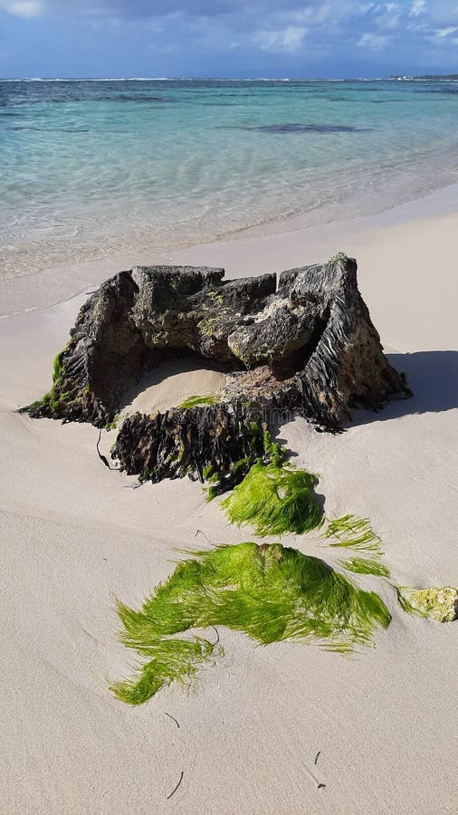 Splitting Palm Tree Trunk Stock Photos - Free & Royalty-Free Stock ...