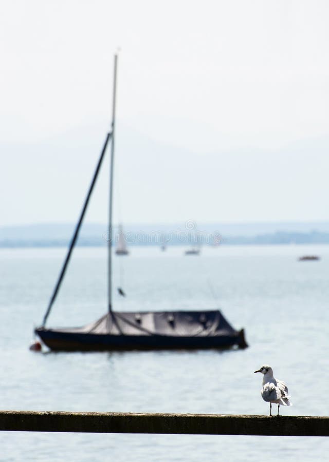 Coastal seagull with boat stock photo. Image of natural - 42528368