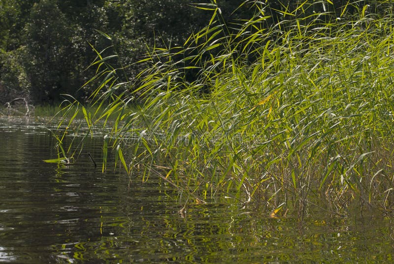 The coastal sedge. stock image. Image of water, nature - 32644521