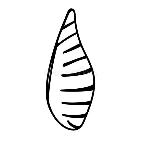 Coastal Shell Illustration in Minimal Vector Outline Stock Vector ...