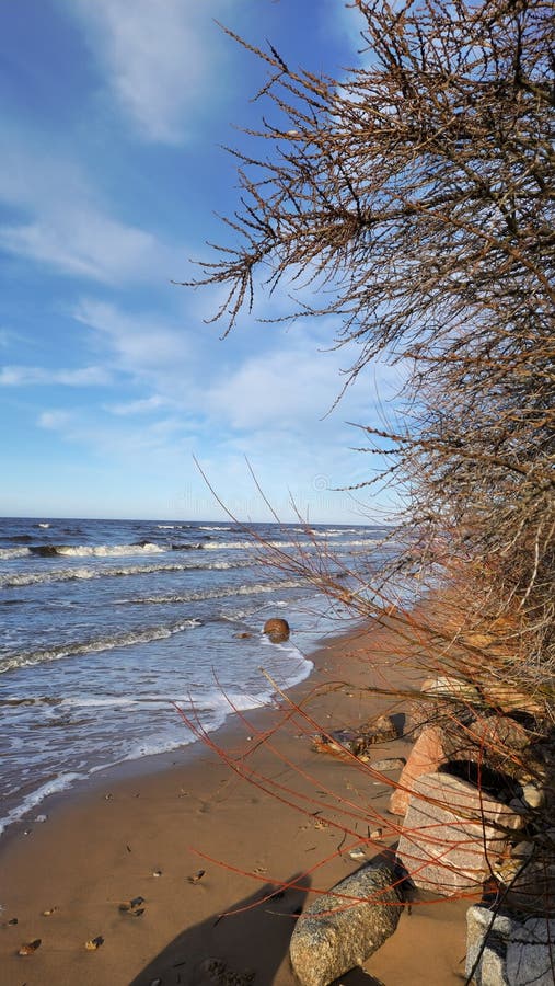 Coastal Shoreline with Red Twigs and Waves Stock Image - Image of ...