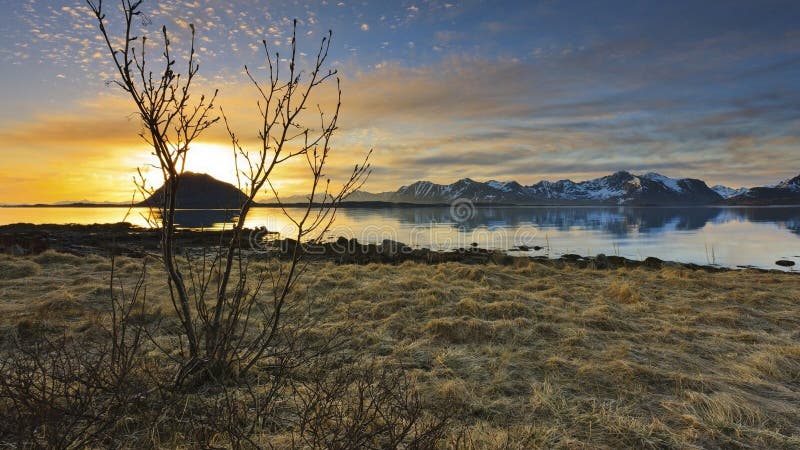 Coastal Sunset with Bare Tree and Distant Island Stock Illustration ...