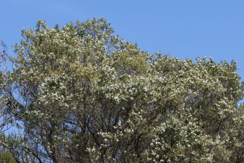 Coastal Tea Tree stock image. Image of leptospermum - 256746485
