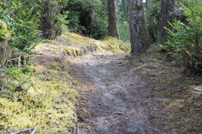Coastal Trail Above Oregon Beach Stock Photo - Image of trails, tree ...