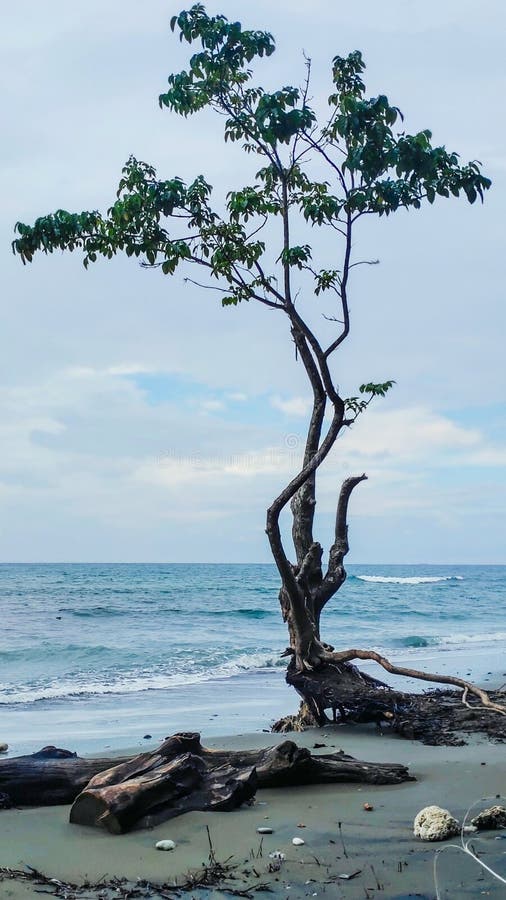 Coastal Tree with an Idyllic Scene Stock Photo - Image of bungku ...