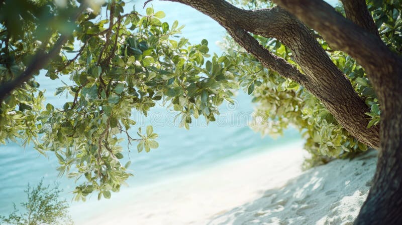 Coastal Tree stock image. Image of vacation, shore, nature - 378780269