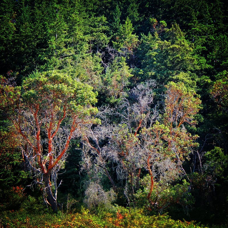 Coastal trees stock photo. Image of gorgeous, coastal - 48147104