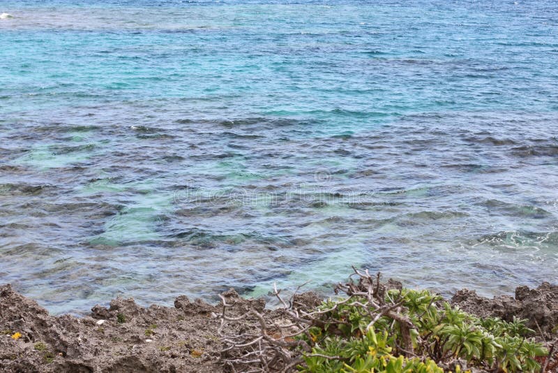 Coastal Vegetation and Rocks Shallow Water Stock Photo - Image of ...