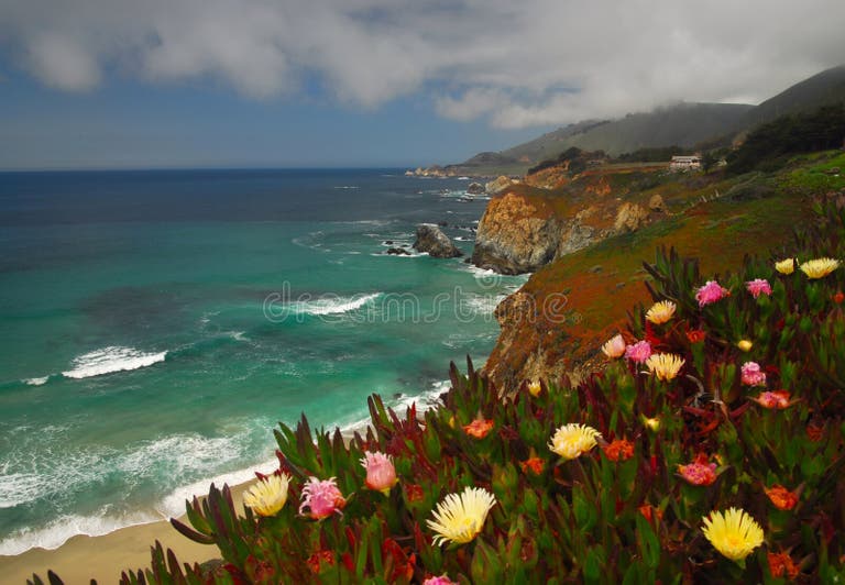 Coastel Flowers stock photo. Image of oceans, flowers - 5851634