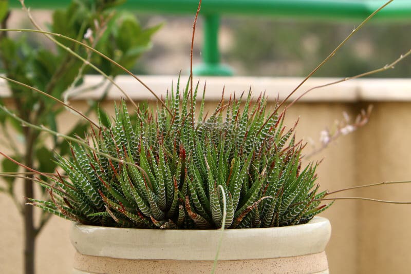 Coasters and flower pots stock photo. Image of plant - 135046274