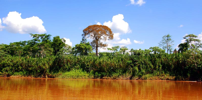 The Coastline of Amazon River in Peru Stock Image - Image of ...