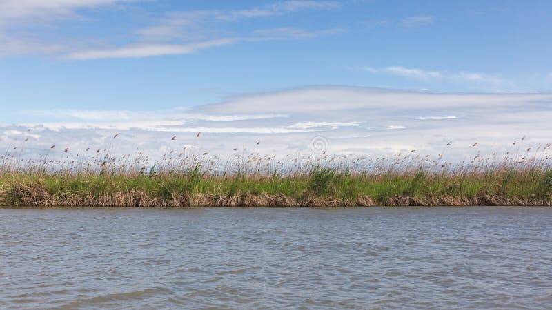 Coastline on the Danube River. Green Reeds Stock Photo - Image of rest ...