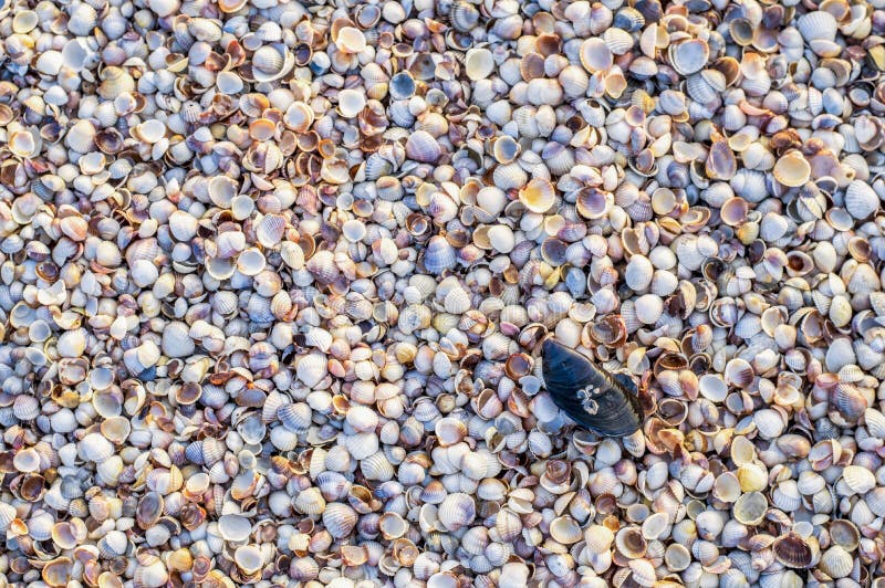 The Coastline, Dotted with Small Shells Stock Image - Image of ...
