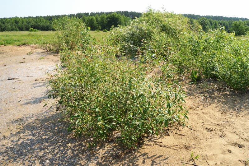 Coastline of the Sea, Sand Dunes, Willow Vegetation on the Shore Stock ...