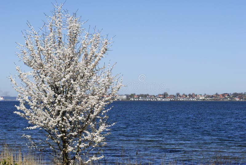 Coastline spring stock photo. Image of close, plant, blossom - 9068834