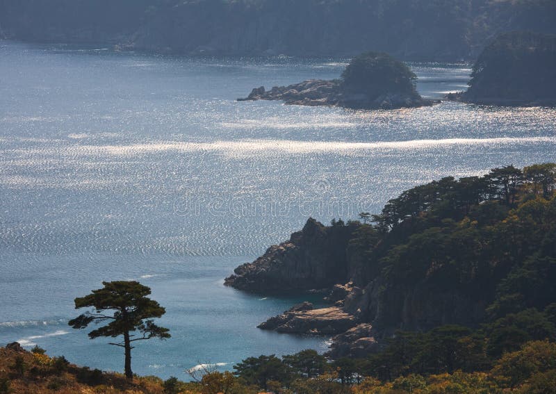 Coastline tree 3 stock photo. Image of summer, coastline - 7503734
