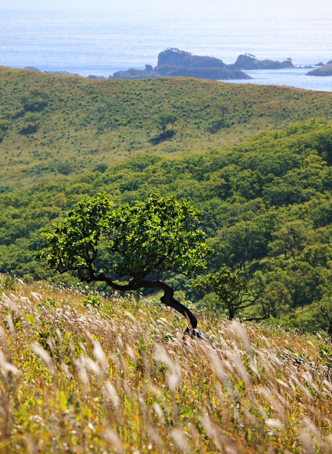 Coastline tree 6 stock image. Image of plant, october - 7506579