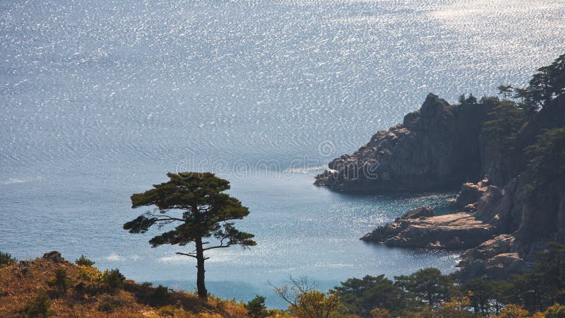 Coastline tree stock photo. Image of wilderness, foliage - 7498962