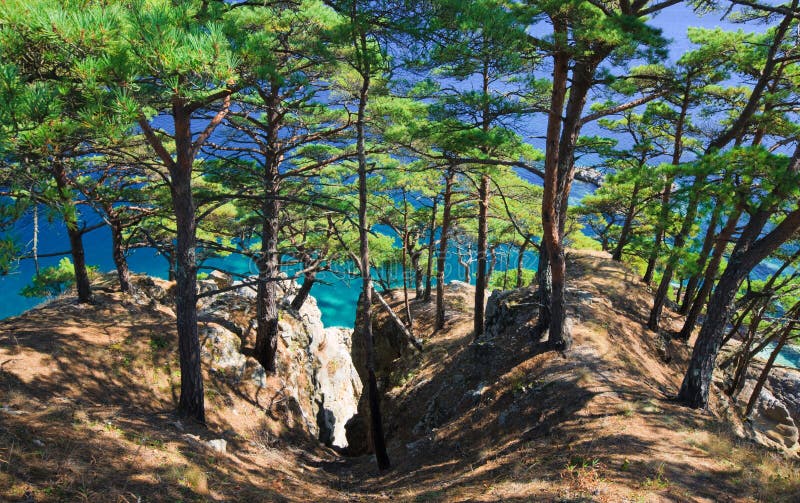 Coastline trees 13 stock photo. Image of plant, outdoors - 7512272