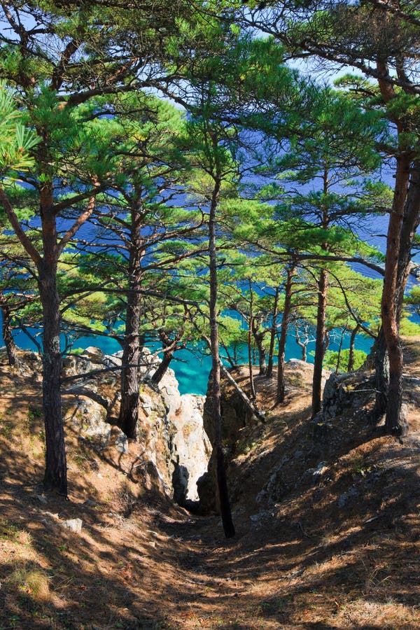 Coastline trees 14 stock image. Image of forest, foliage - 7512279