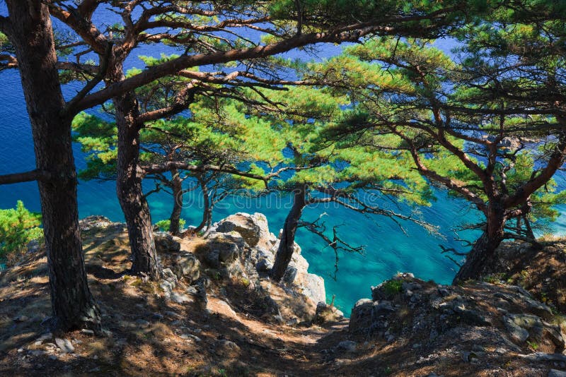 Coastline trees 16 stock image. Image of landscape, wilderness - 7512355