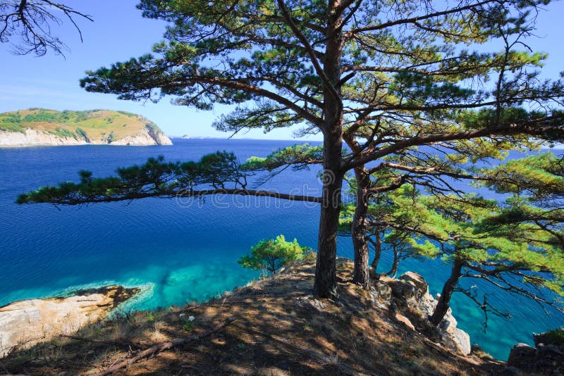 Coastline trees 17 stock photo. Image of summer, horizon - 7512356