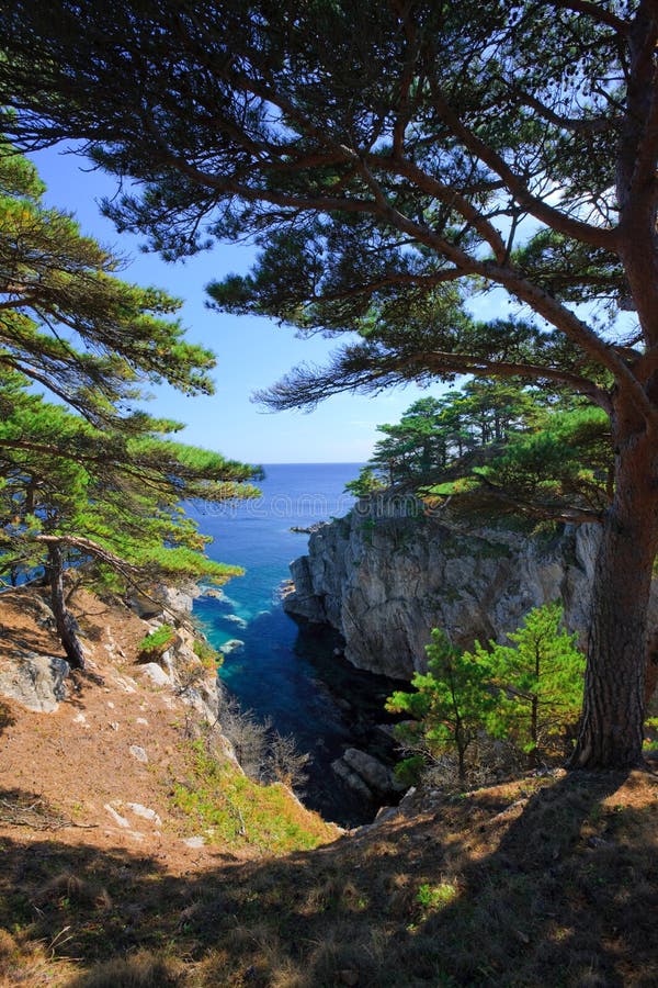 Coastline tree 6 stock image. Image of plant, october - 7506579